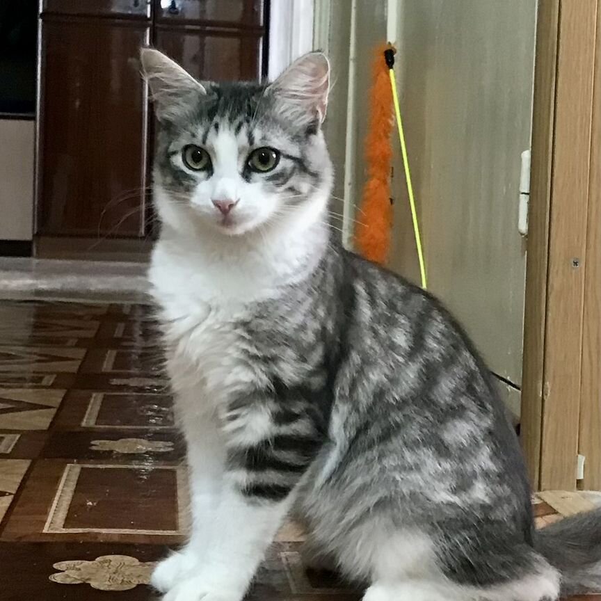 Красивый котенок