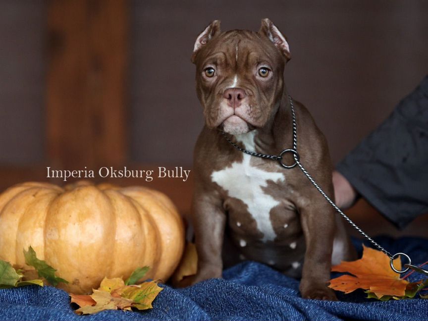 Отличная малышка булли