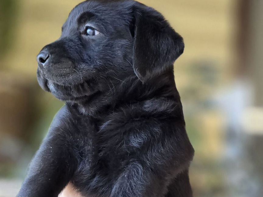 Щенки лабрадора черные