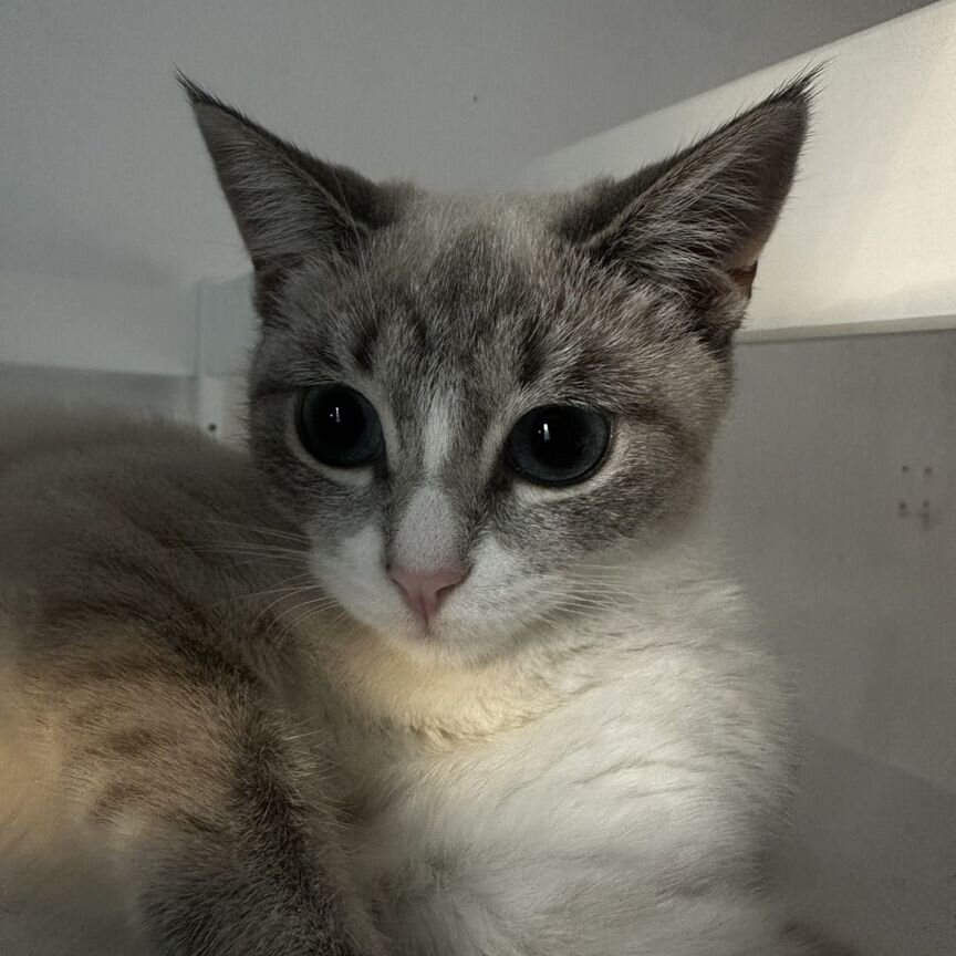 Тайская кошка