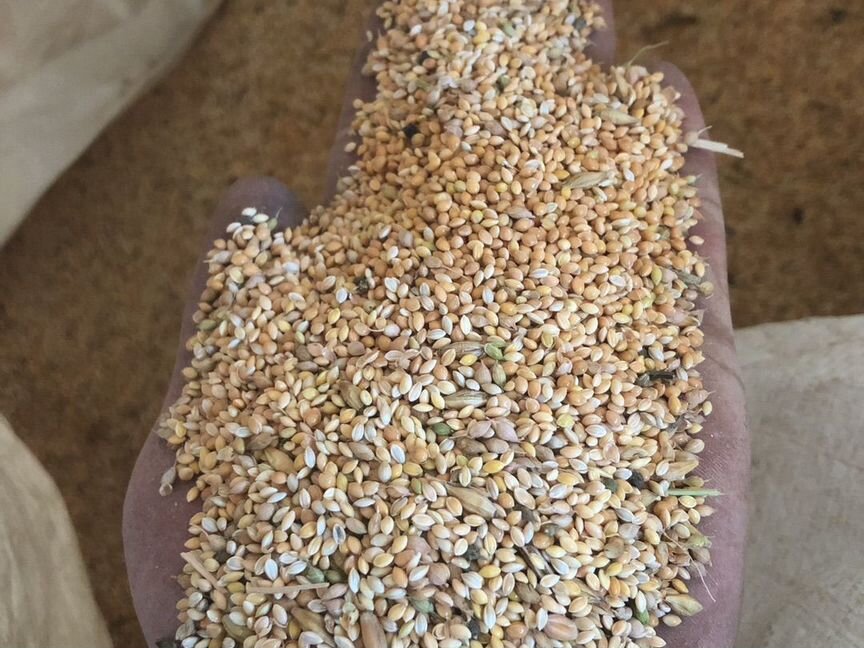 Отходы проссо