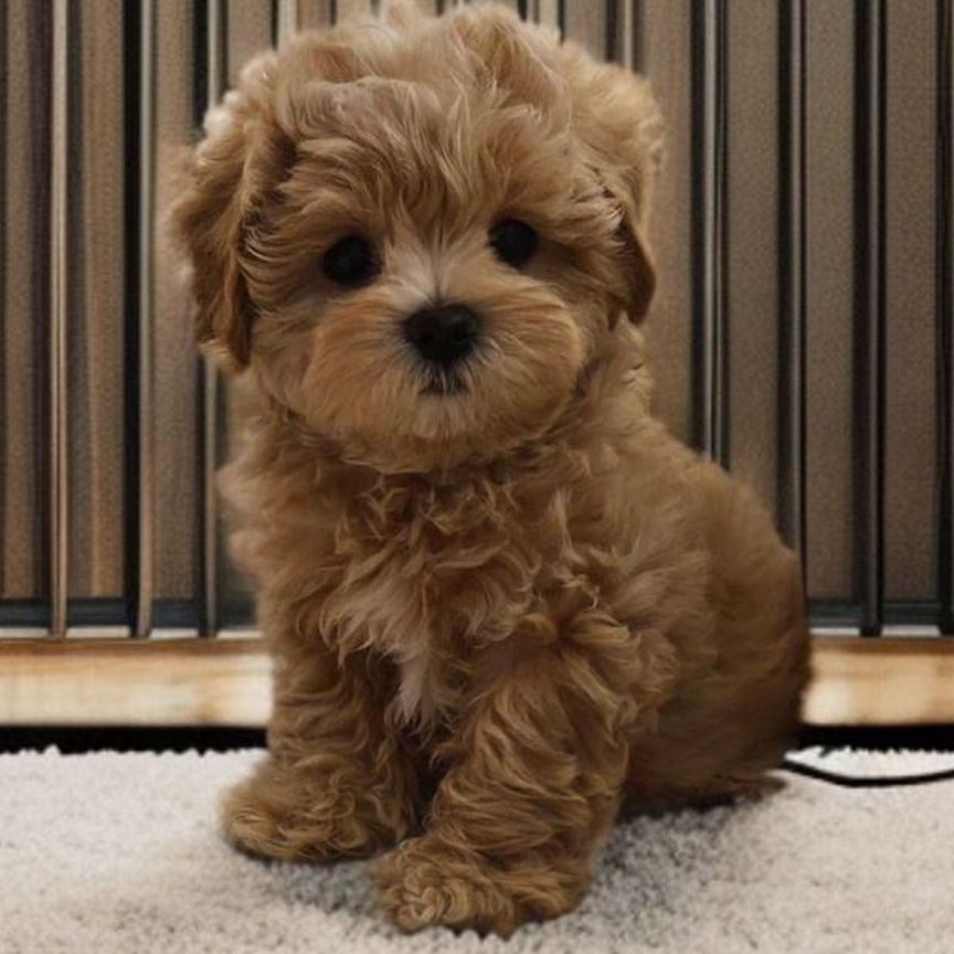 Мальтипу, щенок