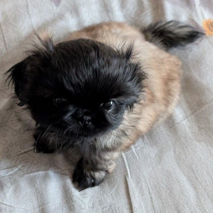 Пекинес, щенок