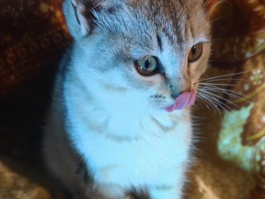 Котенок Котёночек