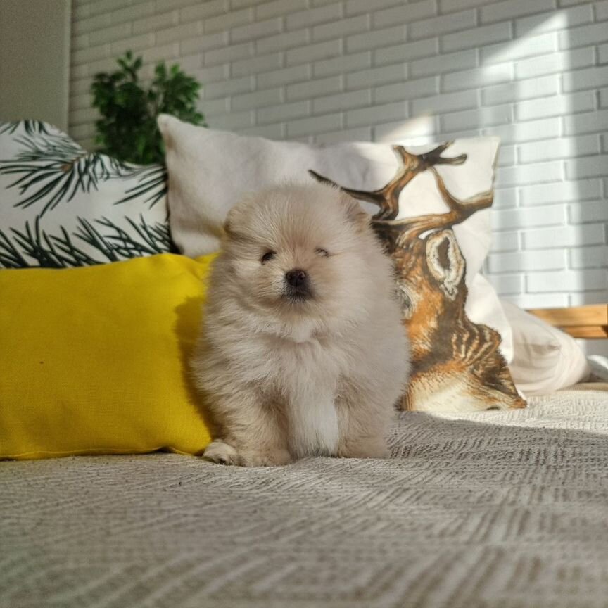 Померанский шпиц супер медведь девочка