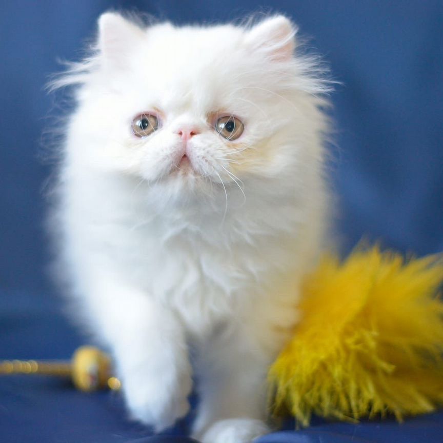 Котята экзоты