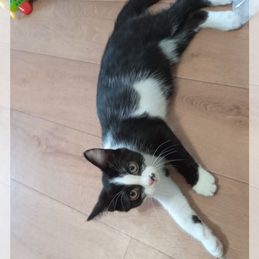 Котик бесплатно в добрые руки