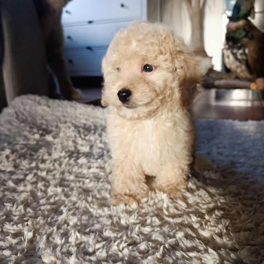 Мальтипу Каспер щенок