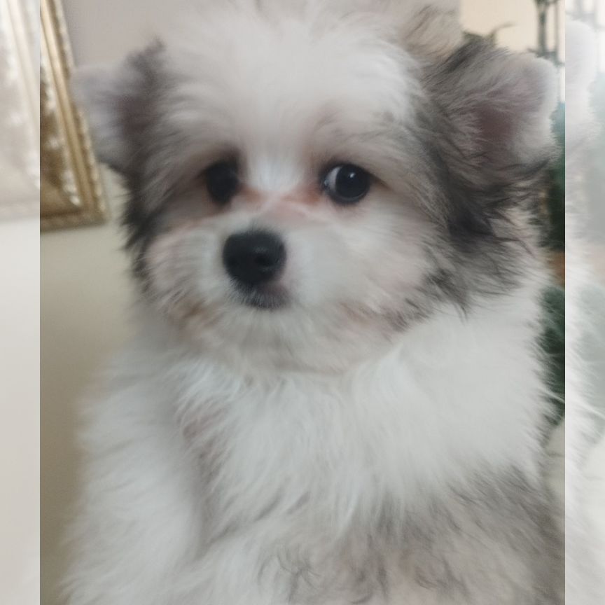 Померанский шпиц, щенок