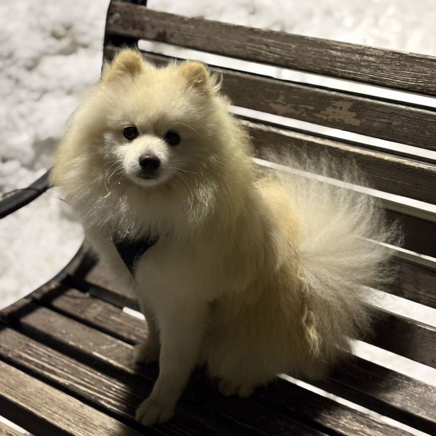 Немецкий шпиц вязка