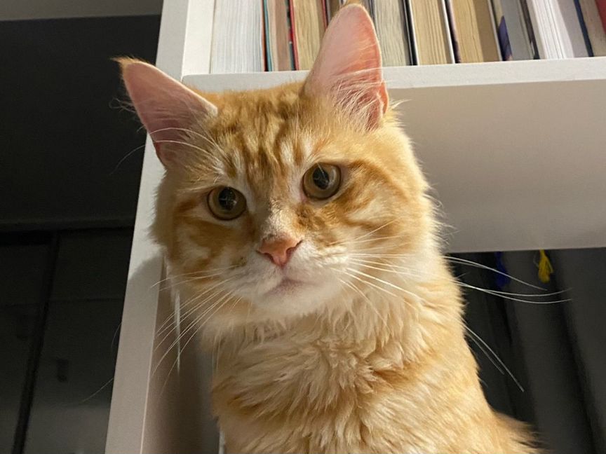 Плюшевый котик ищет семью