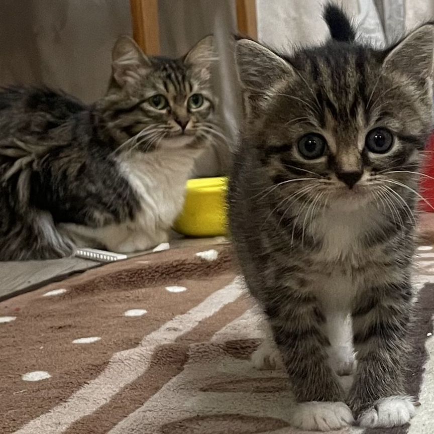 Сибирский котёнок