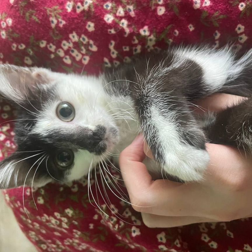 Отдадим котёнка (девочка)