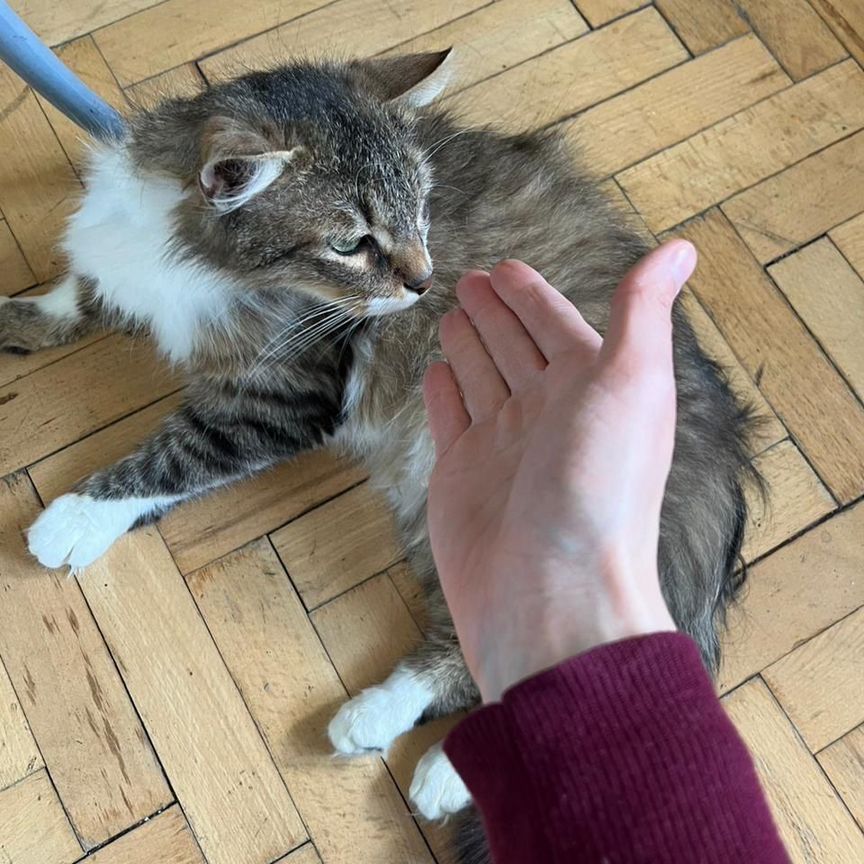 Кот в добрые руки