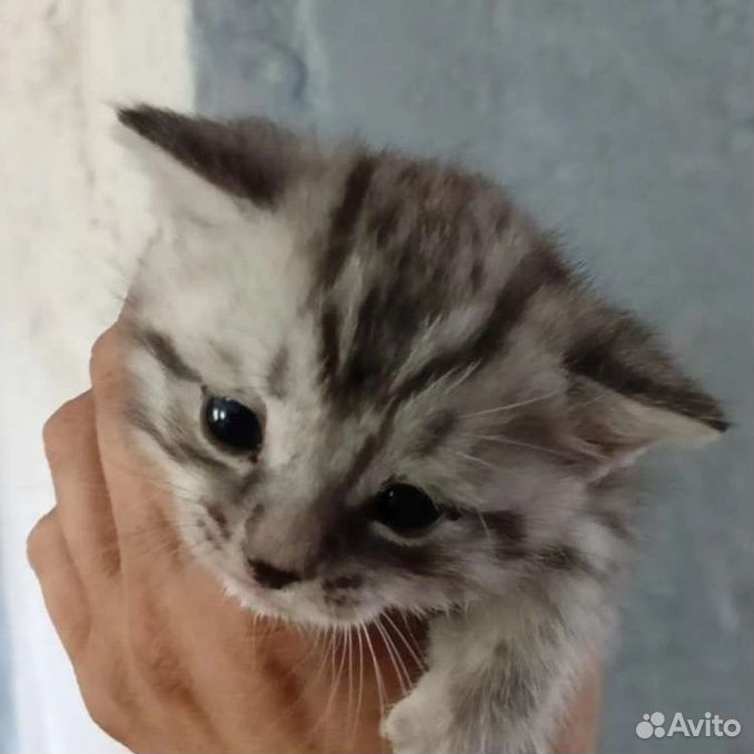 Кошки шотландцы