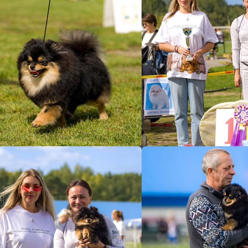 Померанский шпиц, щенок