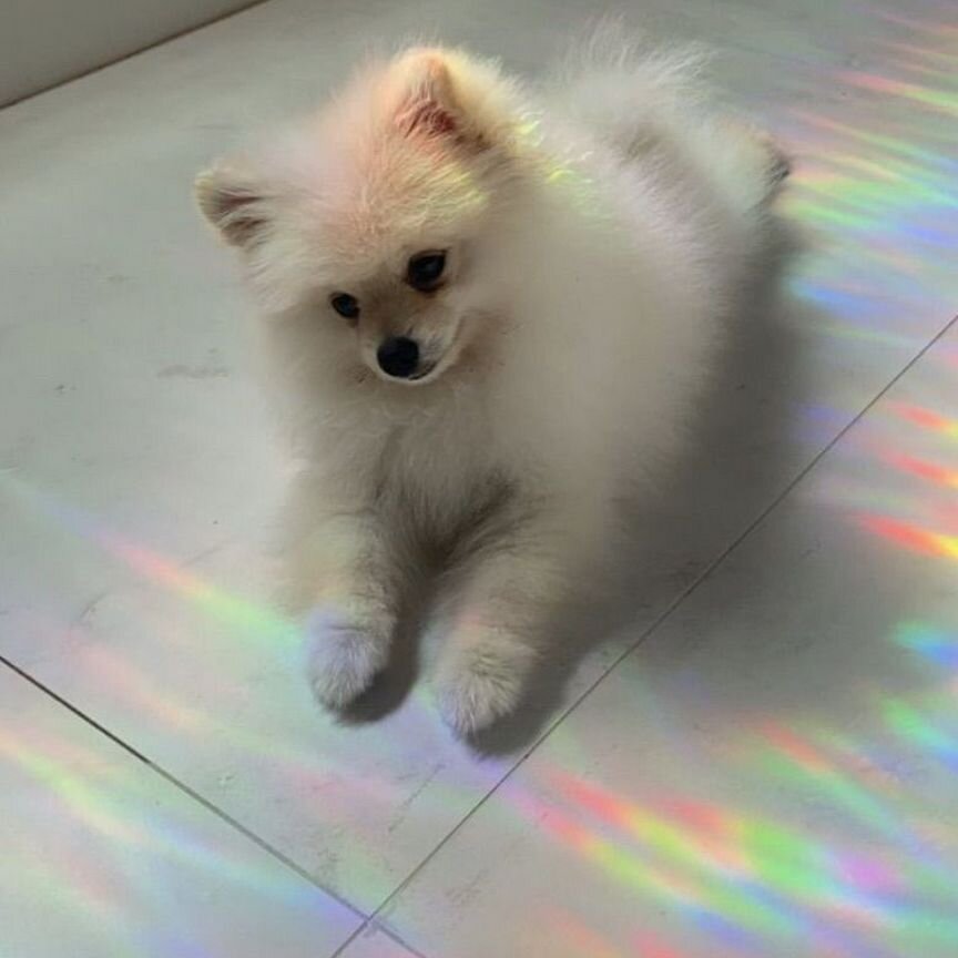 Щенок малого немецкого шпица девочка