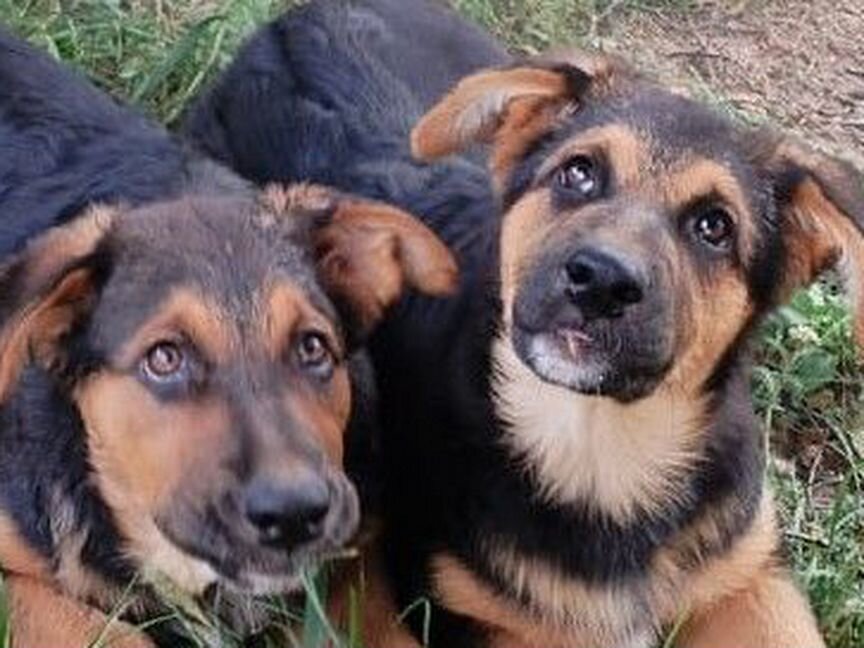 Метисы немецкой овчарки