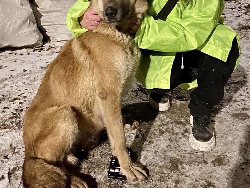 Собака в добрые руки