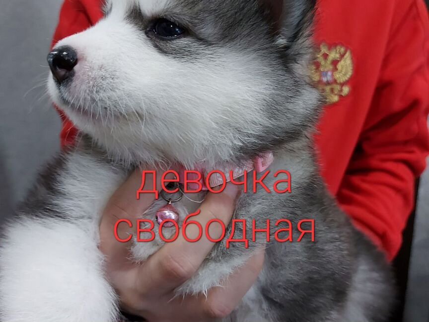 Щенки Маламут