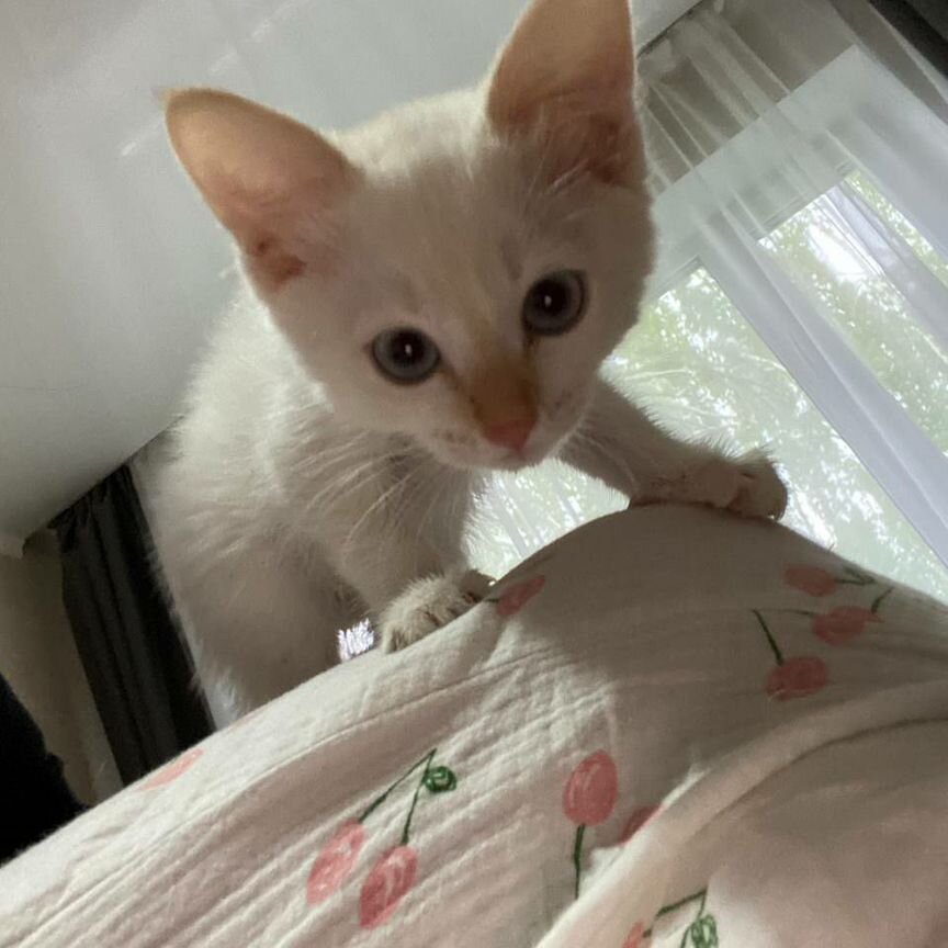 Вечный котенок