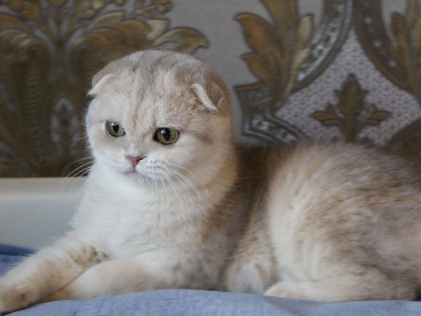 Золотой лиловый котик