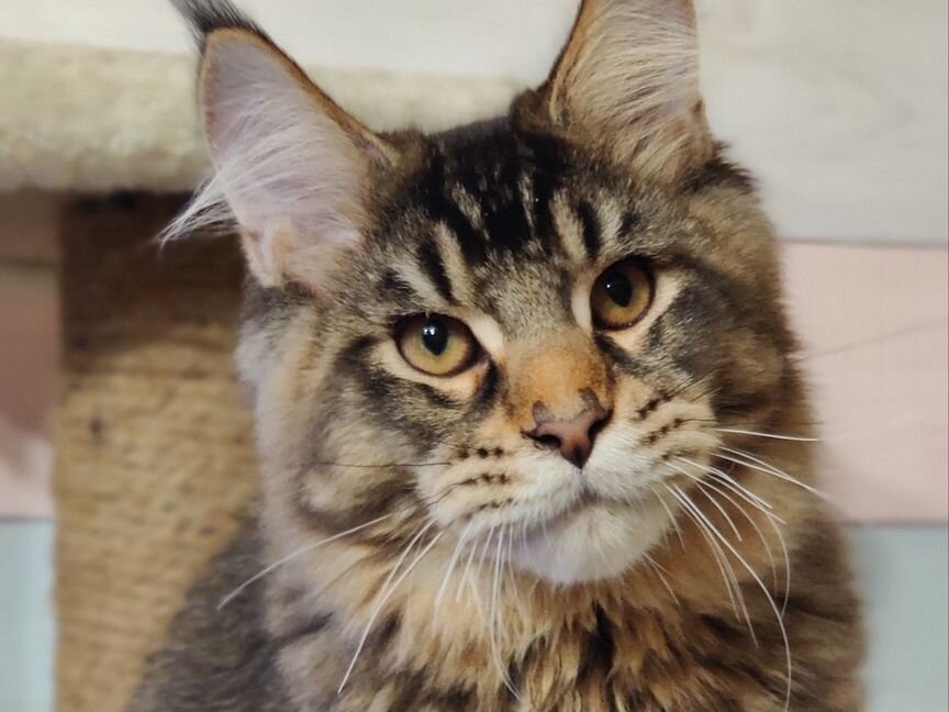 Котята мейн-кун