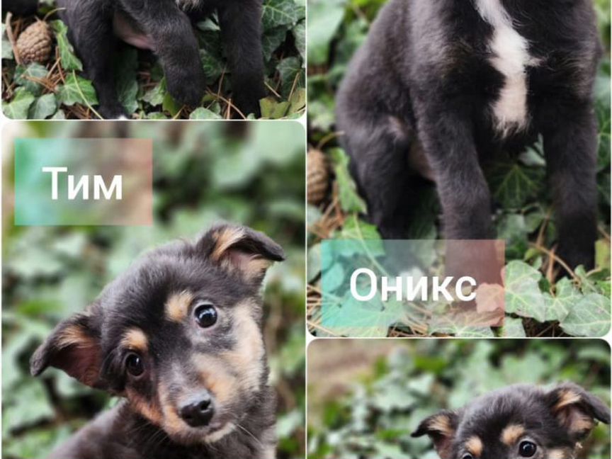 Будут маленькие, Мальчишки щенки