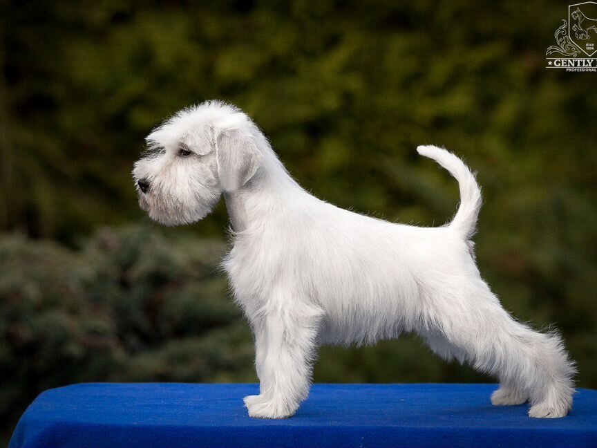 Цвергшнауцер щенки