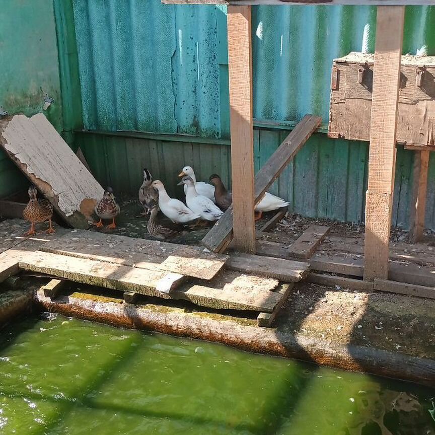 Продам уток мини крякв