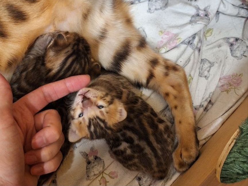 Бенгальские котята с документами