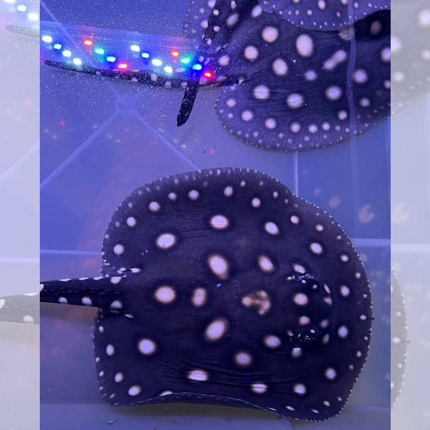 Скат леопольди BD