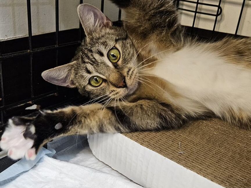 Шкодная ласковая кошка