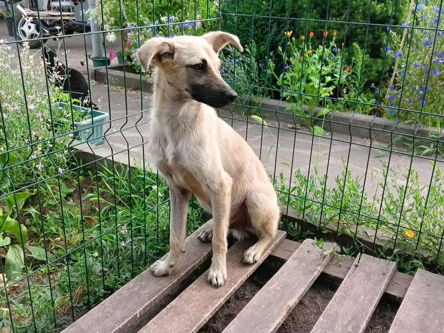 Двортерьер в добрые руки