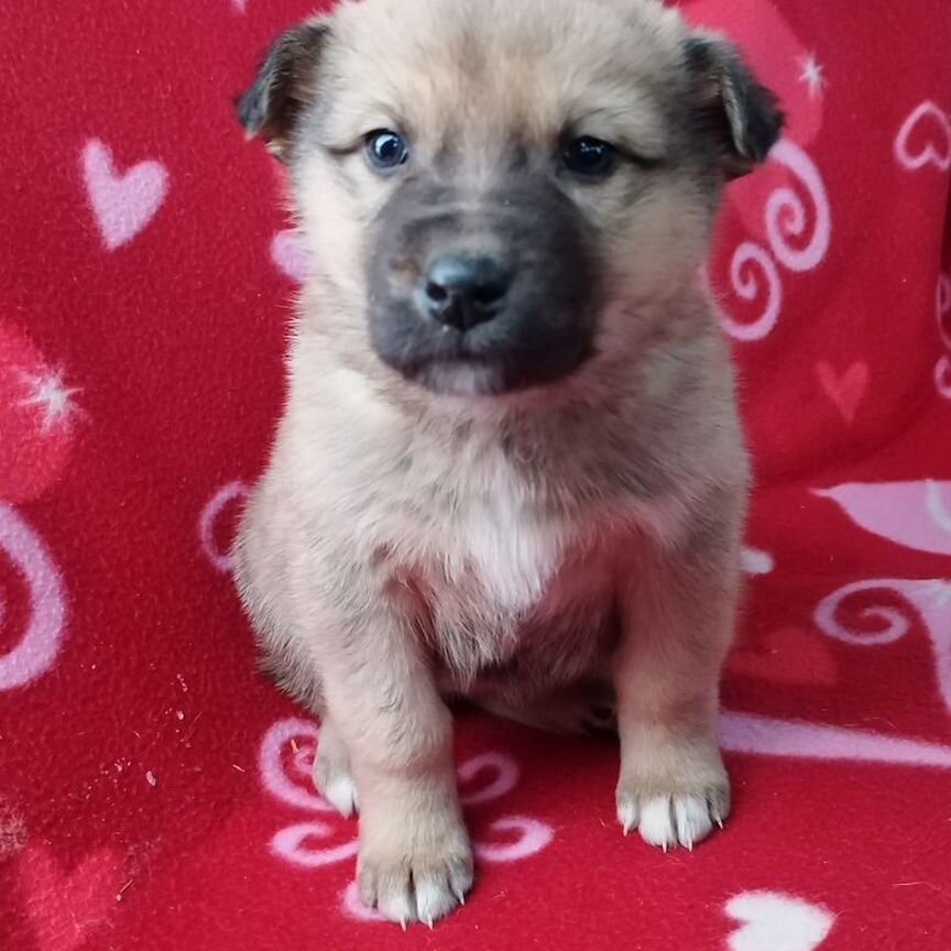 Щенок в добрые руки