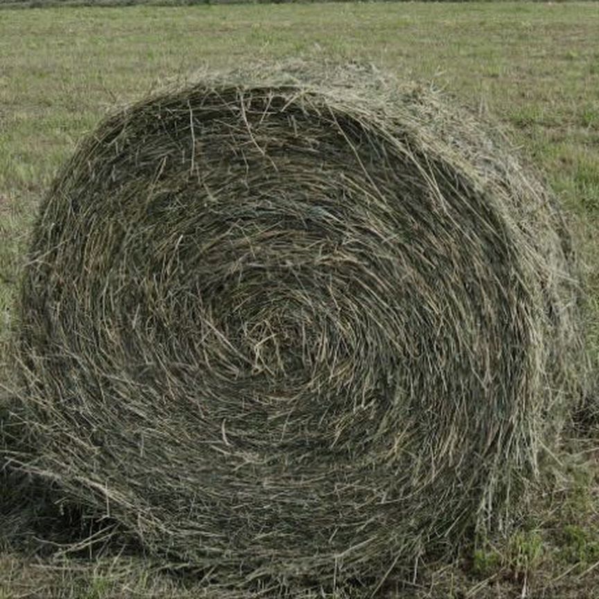 Продам сено в рулонах