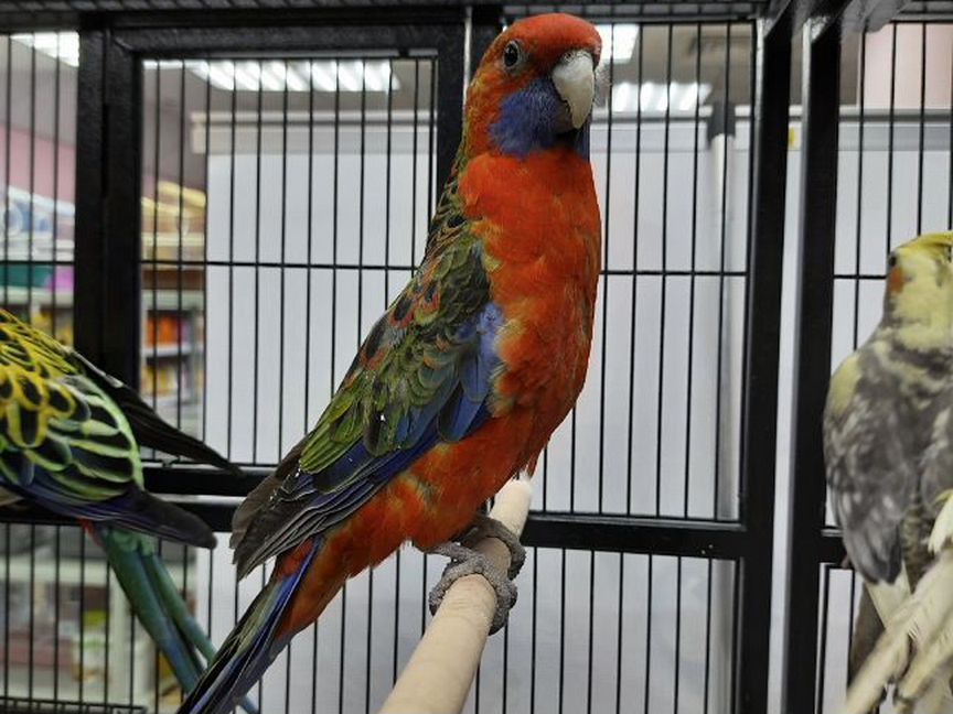 Попугай Розелла