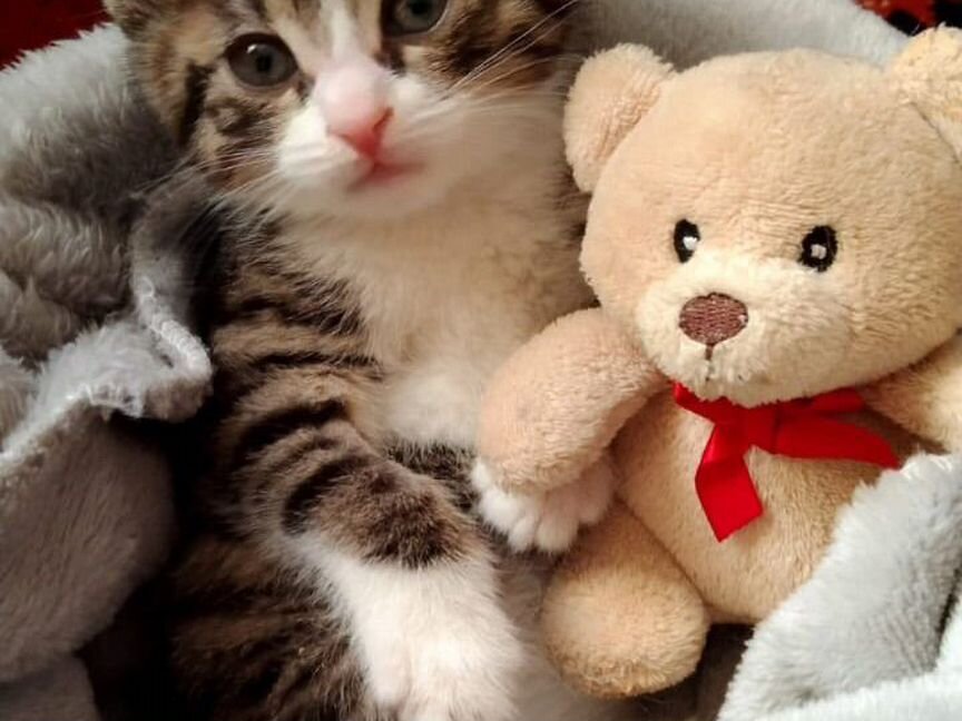 Котенок в добрые руки