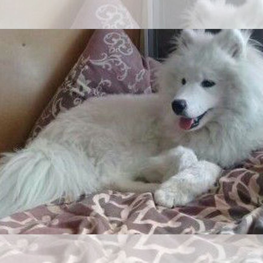 Самоед кобель