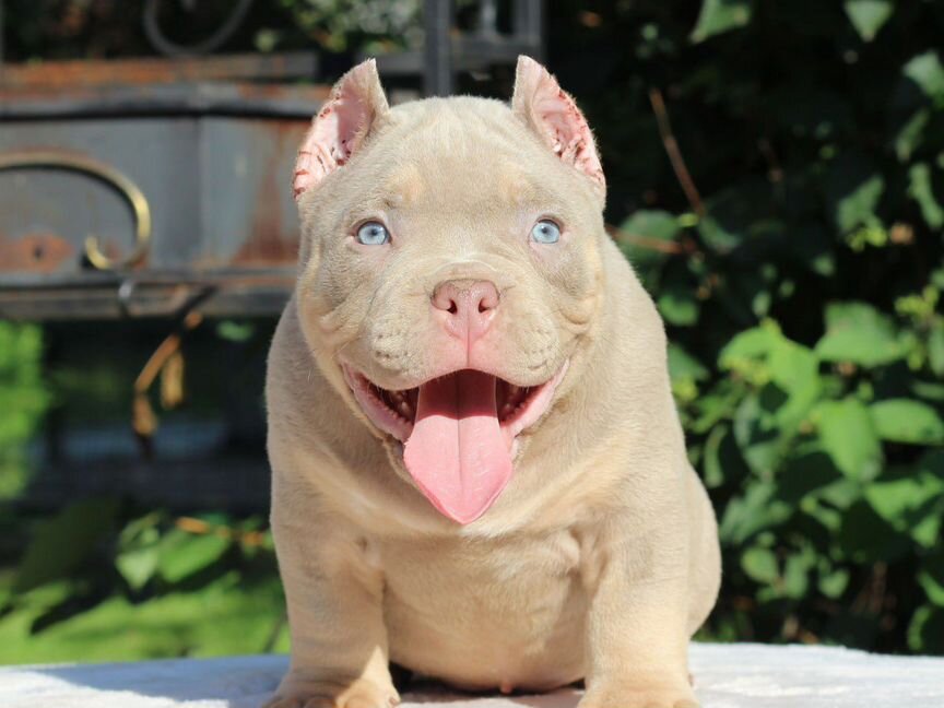 Американский булли