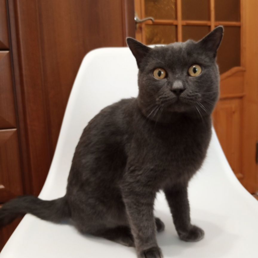 Котик лишился дома и прибился к бойцам