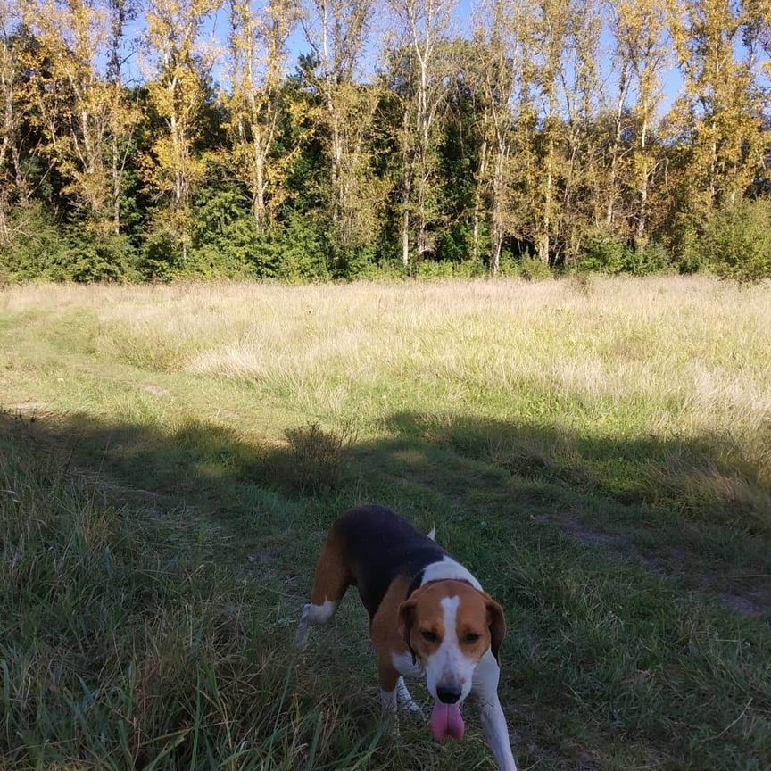 Кобель для вязки эстонец