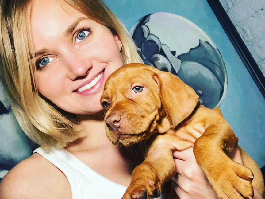 Венгерская выжда щенки