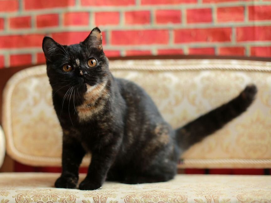 Британская девочка черепахового окраса