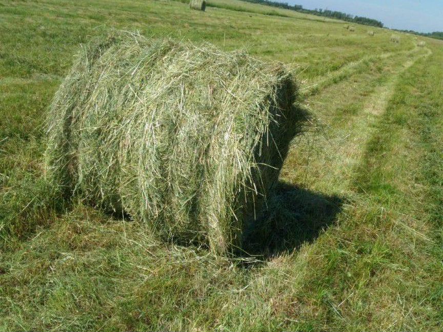 Сено луговое разнотравие степное