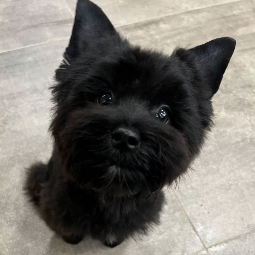 Йоркширский терьер, взрослый пёс