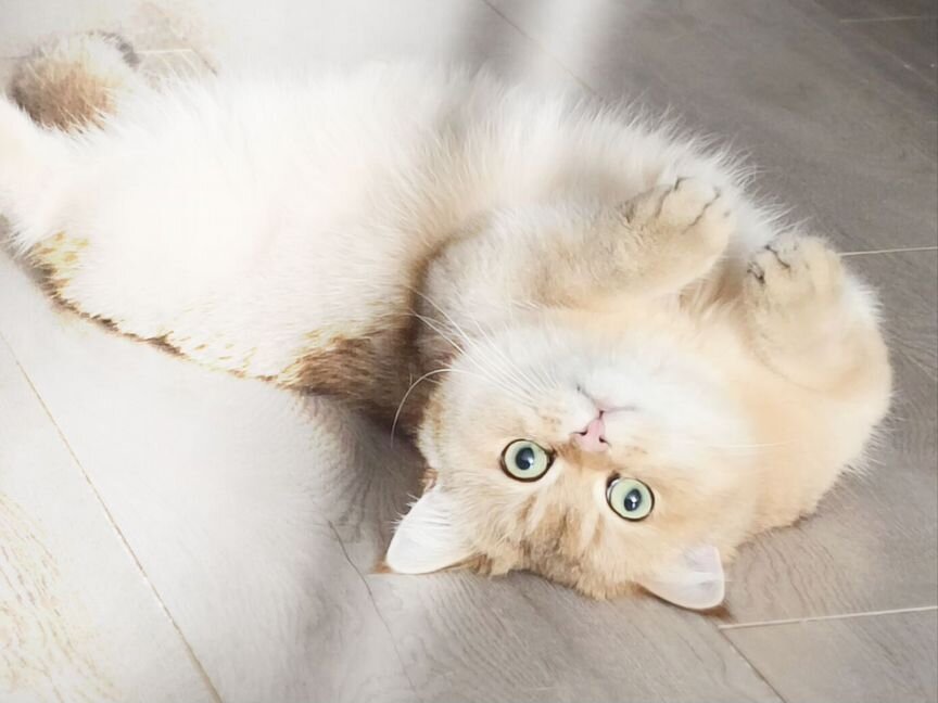 Кот Степан