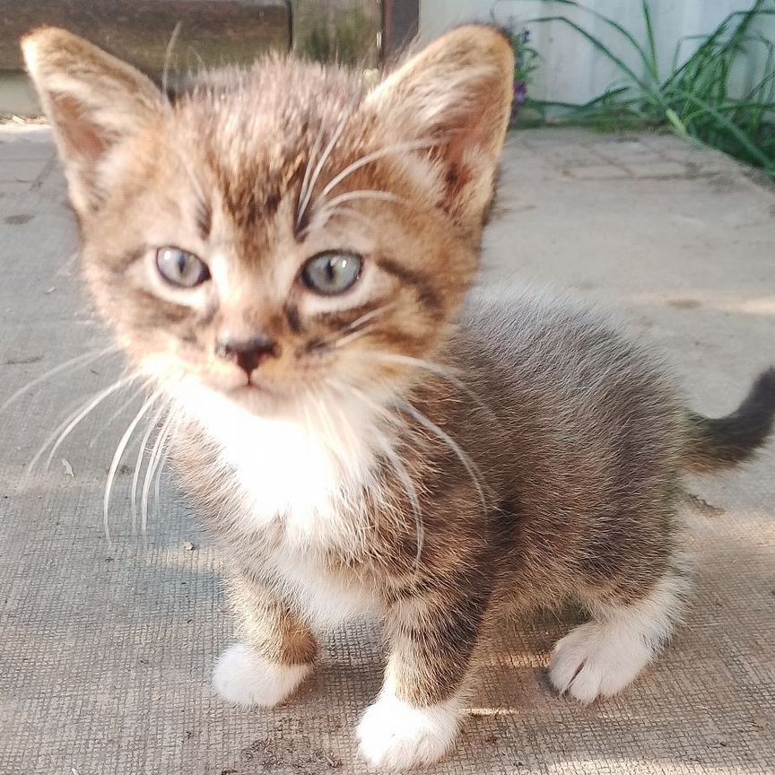 Котята