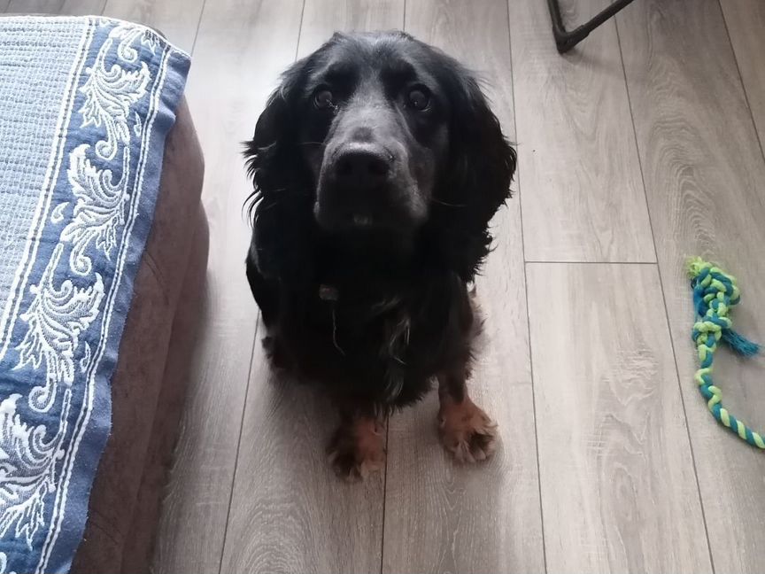 Собака в добрые руки отдам бесплатно