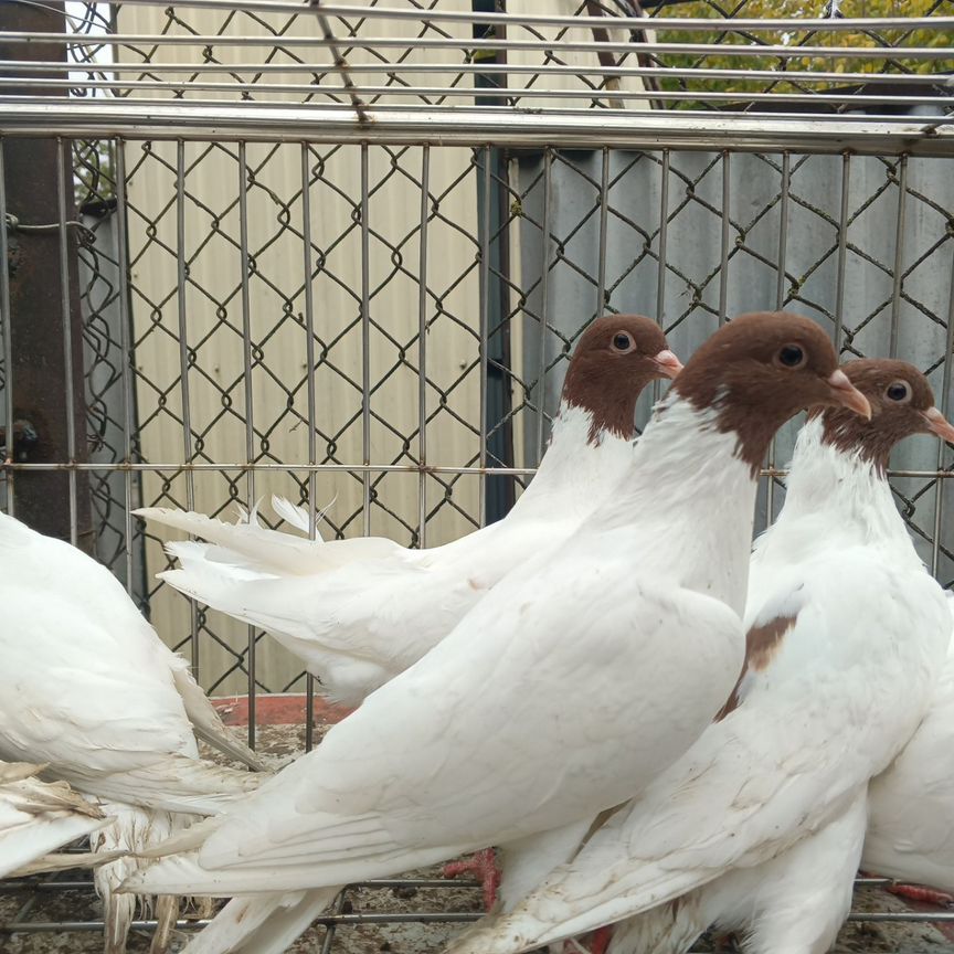 Голуби красноголовые